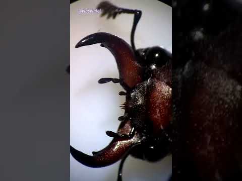 Stag Beetle Under Microscope