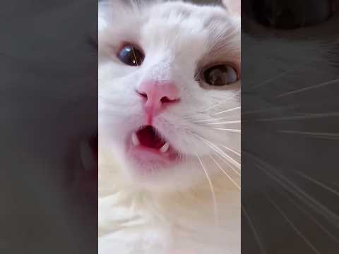 Cat Meowing ???????? || Cat Voice || Cute Cat Voice Short Video #shorts #cat #catlover