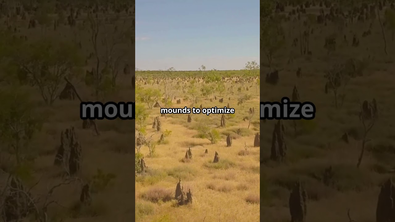 Termite Mounds: The Astonishing Architects of Nature!