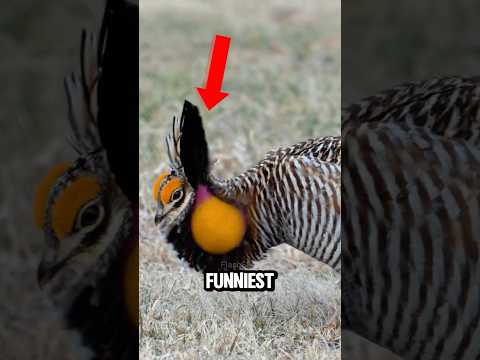 TOP 5 FUNNIEST BIRD SOUNDS IN THE WORLD! 😂😆