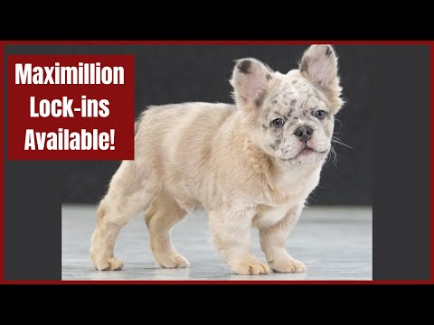 Maximillion Lock-ins Available! Full Fluffy Frenchie with the Best Confirmation.