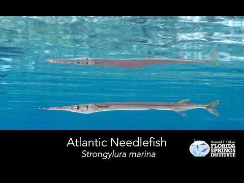 Atlantic Needlefish – Florida Springs Institute
