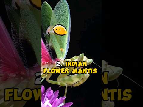 Most Beautiful Mantis Species in the World🌏🦗 | Part 1