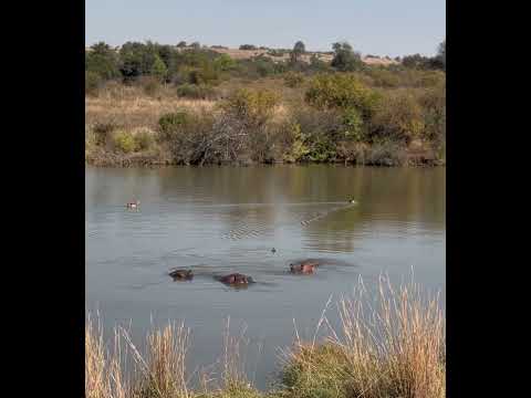 Hippos, the river giants at rest. #nature #safari #wildlife #travel #africa
