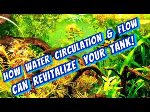 Powerheads! – Sprechen wir über Zirkulation und Strömung im Aquarium. So erwecken Sie Ihre Pflanz...