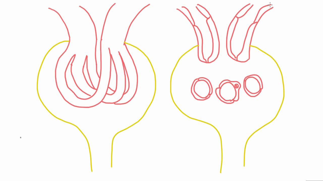 Mesangial cells - anatomy and function