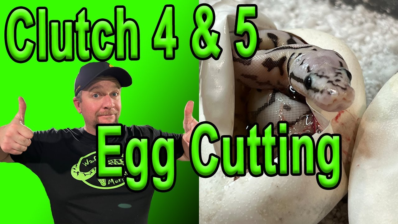 Ball Python Clutch 4 & 5 Egg Cutting