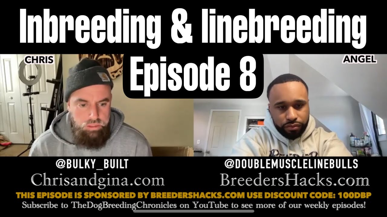 Everything on Inbreeding & Linebreeding! with @doublemusclelinebulls & @chrisandgina