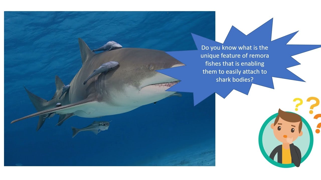 Science Form 2 Chapter 2 (Ecosystem)