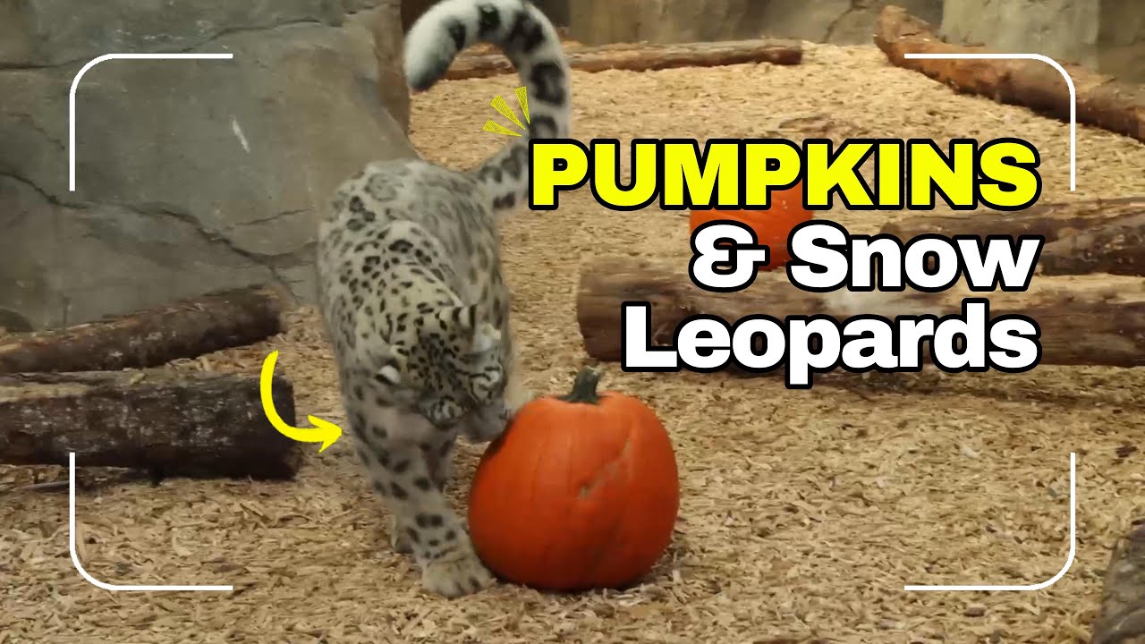 Snow Leopards and Pumpkin Joy