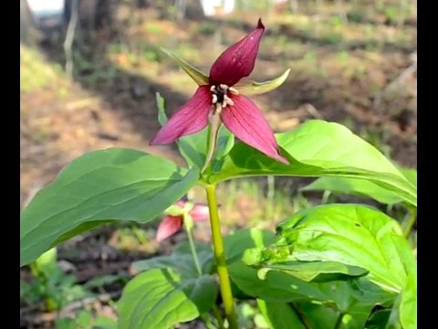 Red Wakerrobin - Trillium Flower - Trillium erectum L.