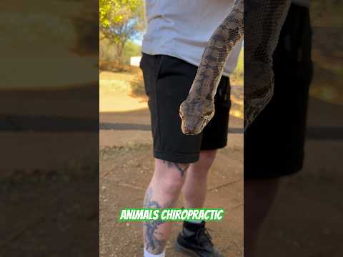 Animals Chiropractic πππ#asmr #animals #asmrsounds #chiropractic #dogshorts #snake