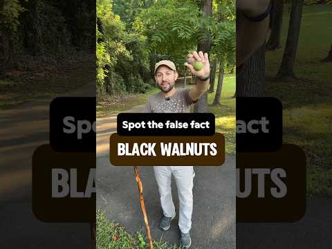 Black Walnut Trees - Spot the false fact! #shorts #growyourownfood #gardening #walnuts #fruittree