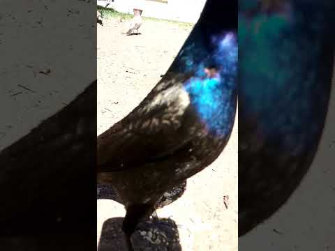 GOOD OMEN! To See Common Grackle Bravery, Intelligence, HOPE, Abundance, Luck, LOOK AT THOSE EYES!