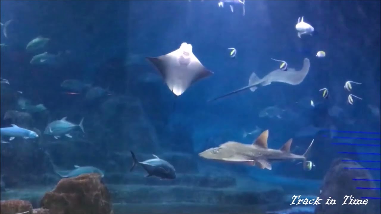 Track in Time - Dennis Kuo ONE Hour (Aquarium)