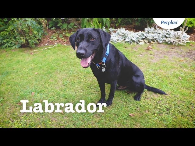 Are Labradors Prone To Cancer
