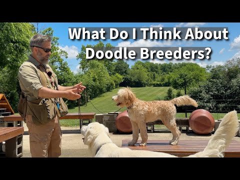 Are Doodle Breeders Ethical & Responsible?