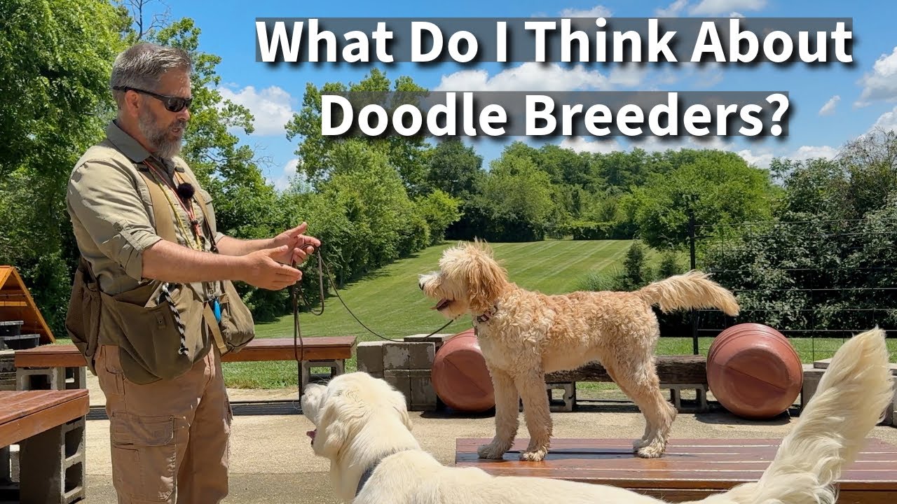 Are Doodle Breeders Ethical & Responsible?