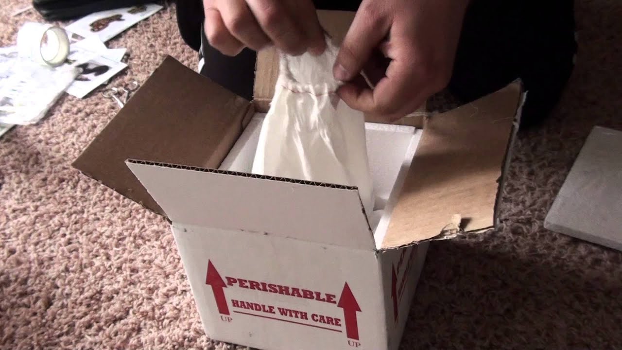Ball Python Unboxing: Spark