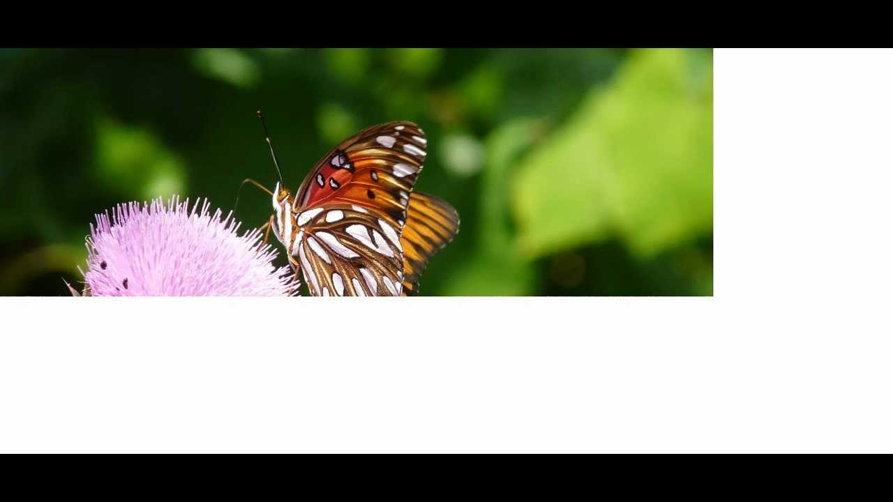 Click on image to see larger image