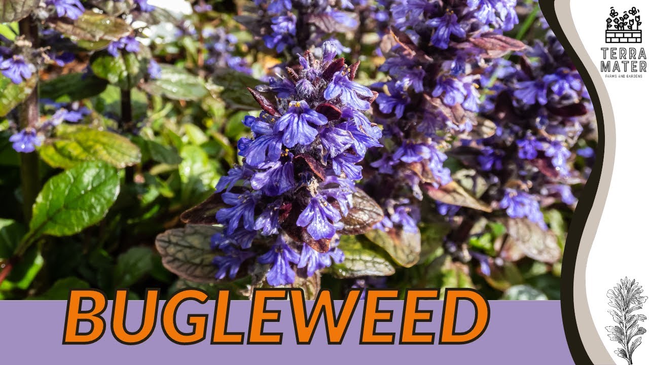 BUGLEWEED: Growing Guide and Care Tips for Lush Ground Cover 🌿🌱 (Ajuga reptans)