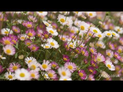 Long flowering plants