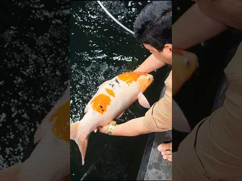 மூன்று தலைமுறை வாழும் மீன் | 100cm koi fish