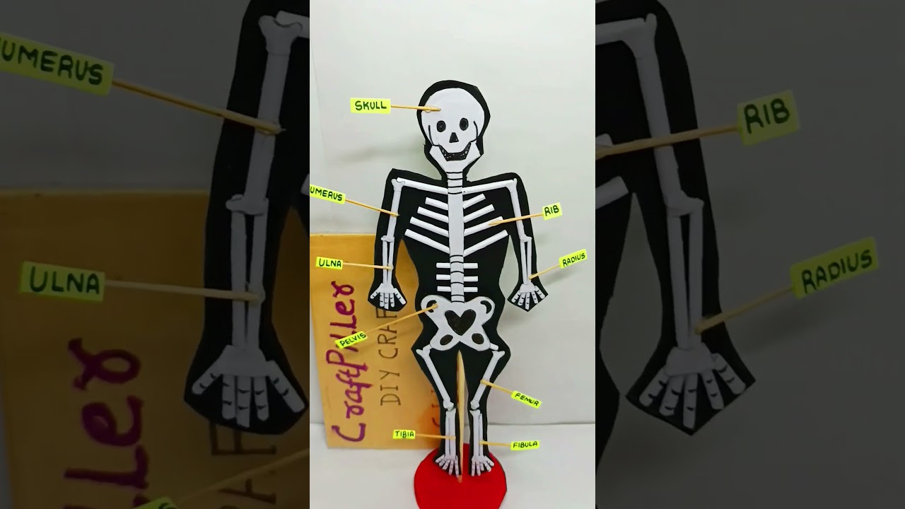 skeleton model - shorts science project - biology model  | craftpiller