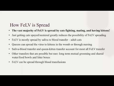 Mixed FeLV Households – Can You? Should You? Will You?