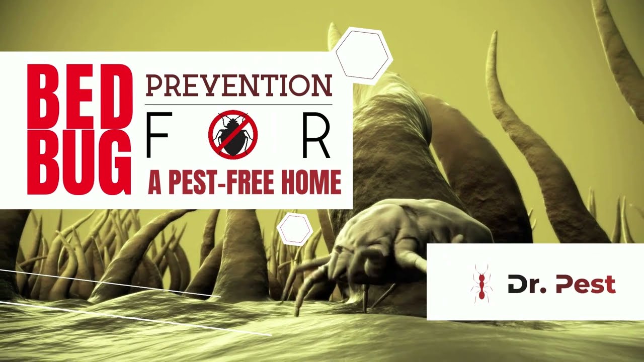 Bed Bug Prevention for a Pest Free Home