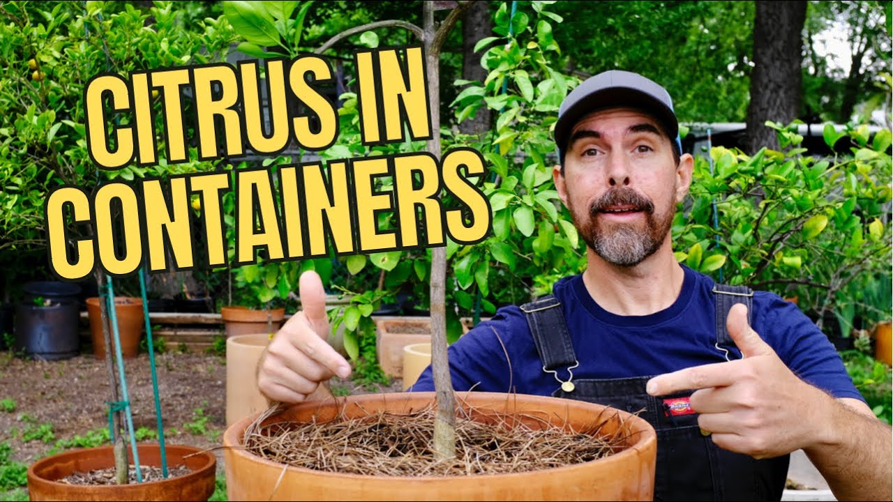 TIPS FOR PLANTING CITRUS TREES IN CONTAINERS