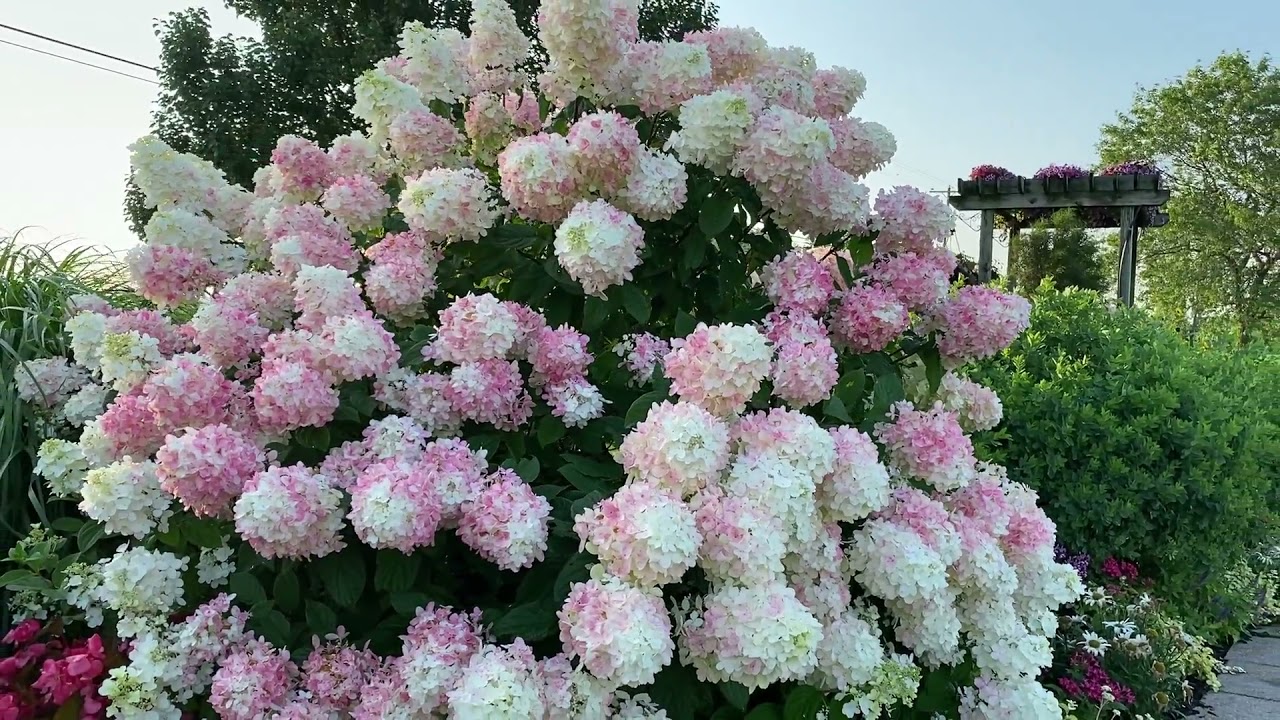 Fire Light Hydrangea