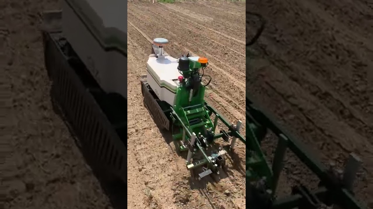 Oz Robot 1: Cutaway disks in 1 week old turnips