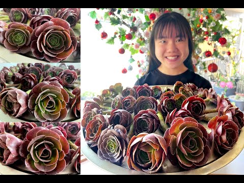Fun Garden Moments: Aeonium Arboreum 'Zwartkop'
