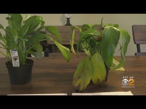 Student's Science Project Experiments On Bullying Plants
