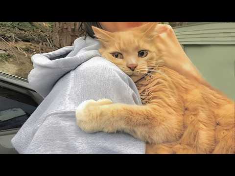No Cat, No Life: Can You Imagine Life Without a Cat?