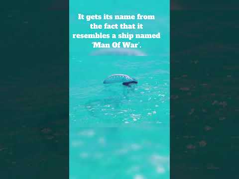 The Portuguese Man O’ War | #shorts