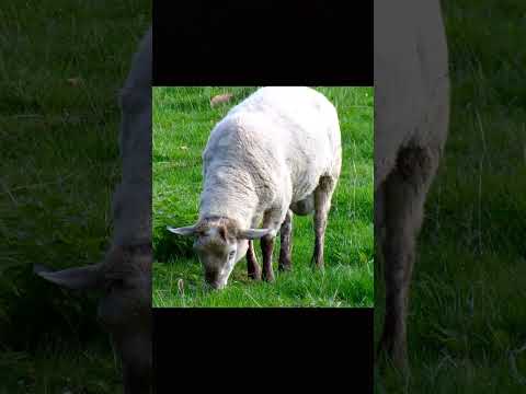 Where does the sheep get his hair cut? #shorts #jokes #sub_conscious