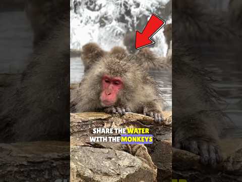 βοΈSnow Monkeys In Hot Springs!π| Japanese Snow Monkeys #shortsfeed #monkey