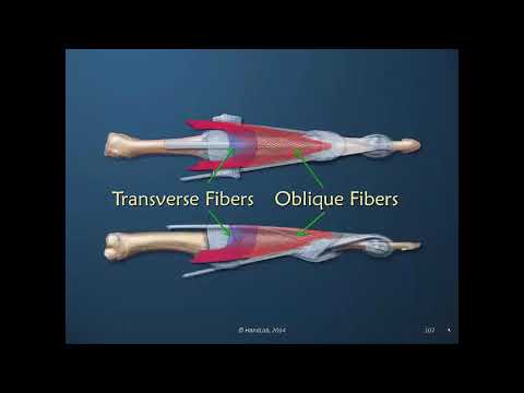 Understanding the Dorsal Apparatus of the Finger; Part 6 of 11: Transverse & Oblique Fibers