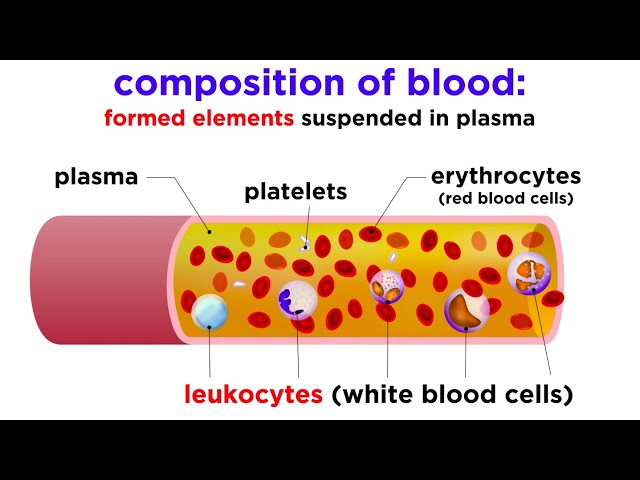 Understanding Blood: Composition, Function, and Importance | Galaxy.ai ...
