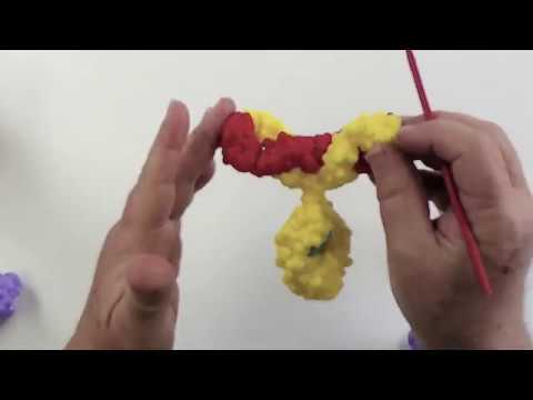 The Science of Coronaviruses: Antibody Proteins
