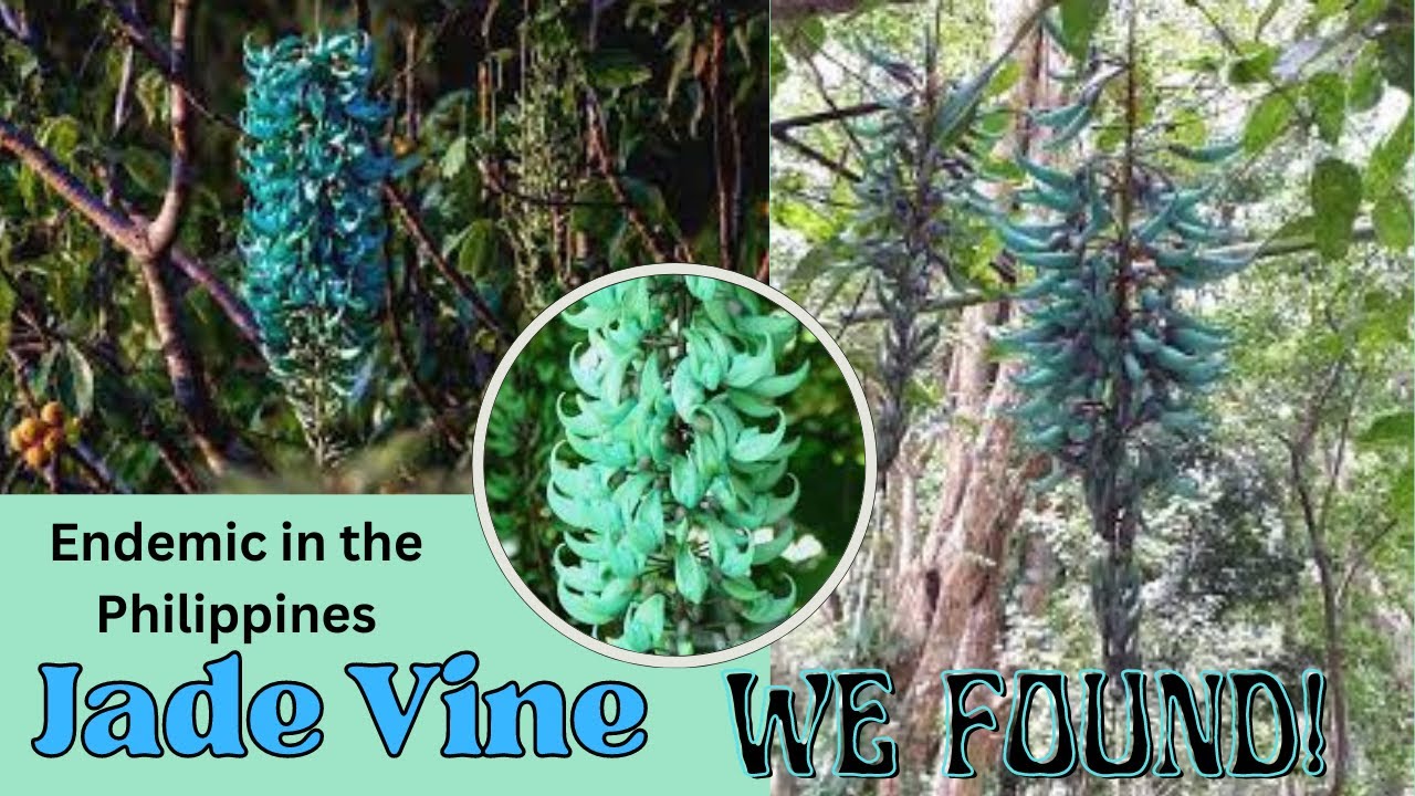 We Found! JADE VINE: Endemic only in the Philippines
