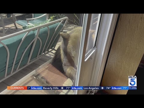 Rise in bear break-ins have L.A. County foothill residents on alert