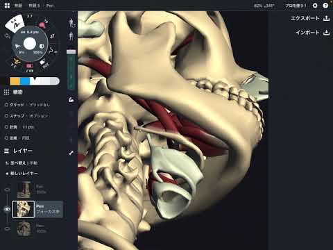 Anatomy of muscles around hyoid bone