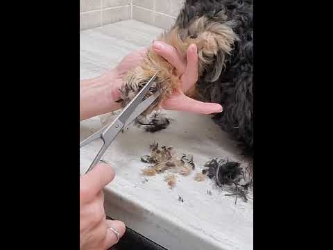 Dog grooming without restraints, multiple demos, Havanese