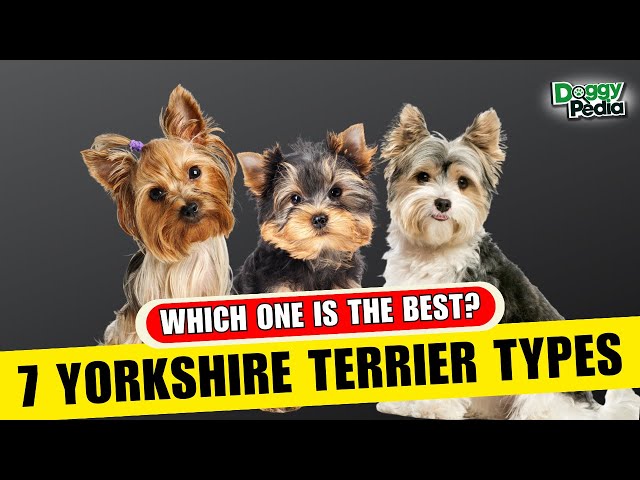 Exploring the Seven Different Types of Yorkshire Terriers and What ...