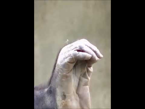 Funniest Animals🐧 - Best Of The 2023 Funny Animal Videos😂 - Cutest Animals Ever #? #shorts