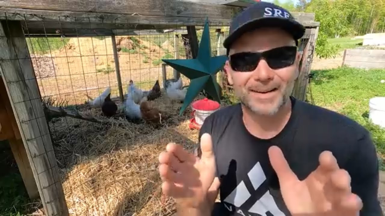 Backyard Chickens for Eggs...worth it? Smell? Loud? Rewarding? You Decide!