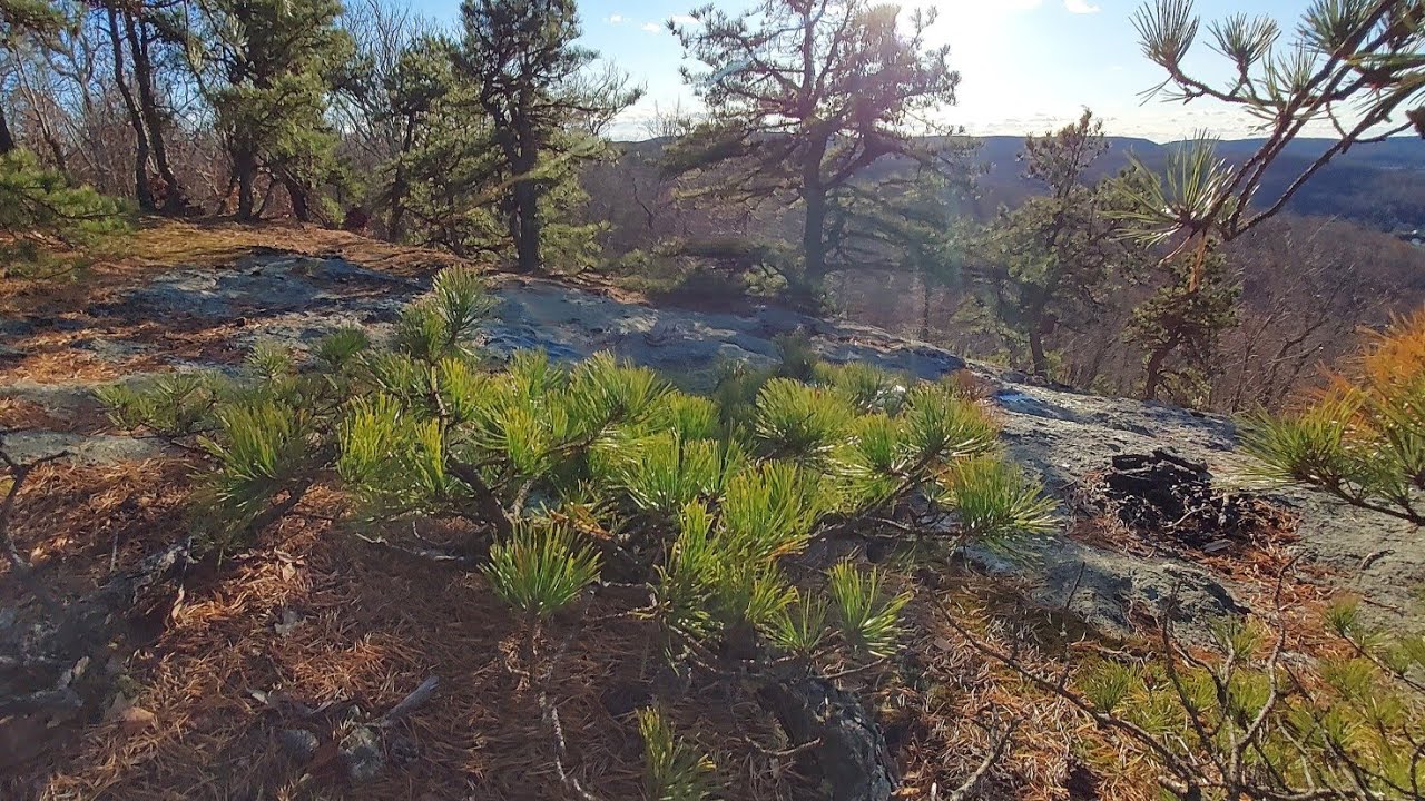 Pitch Pine cones, needles and bark